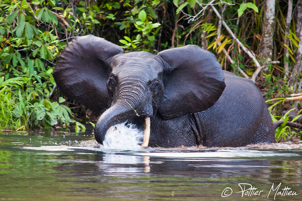 Elefante De La Selva Elefantes Asiáticos Para Montar En El Parque De