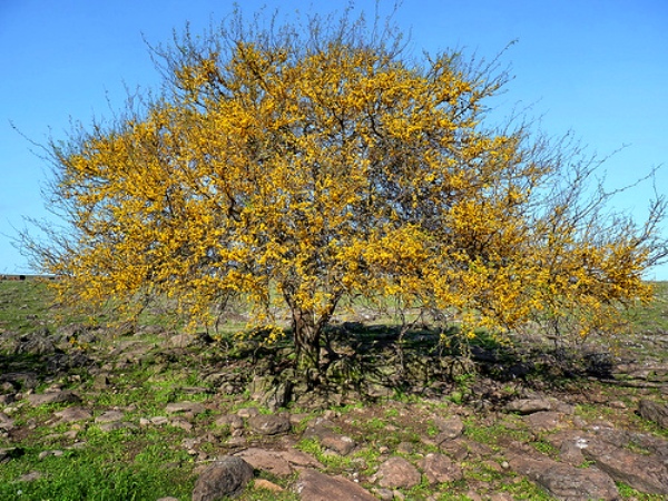 Espinillo: un árbol con propiedades nutricionales, medicinales y ...