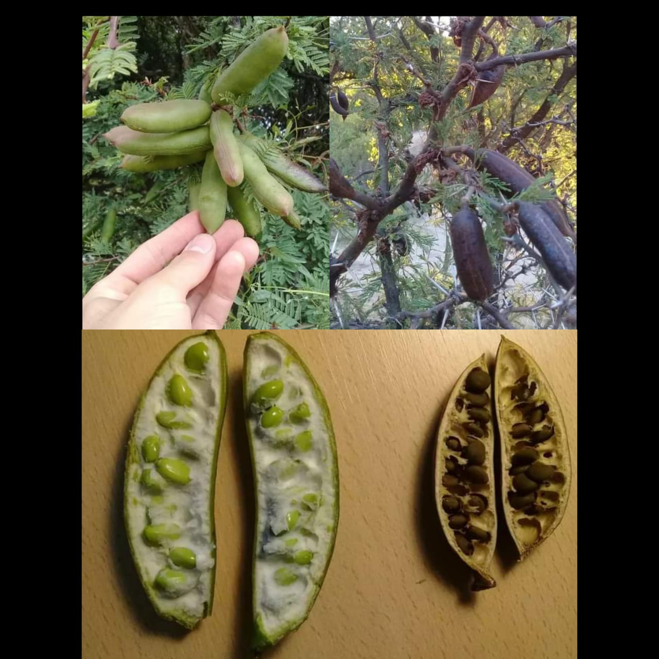 Espinillo: un árbol con propiedades nutricionales, medicinales y ...