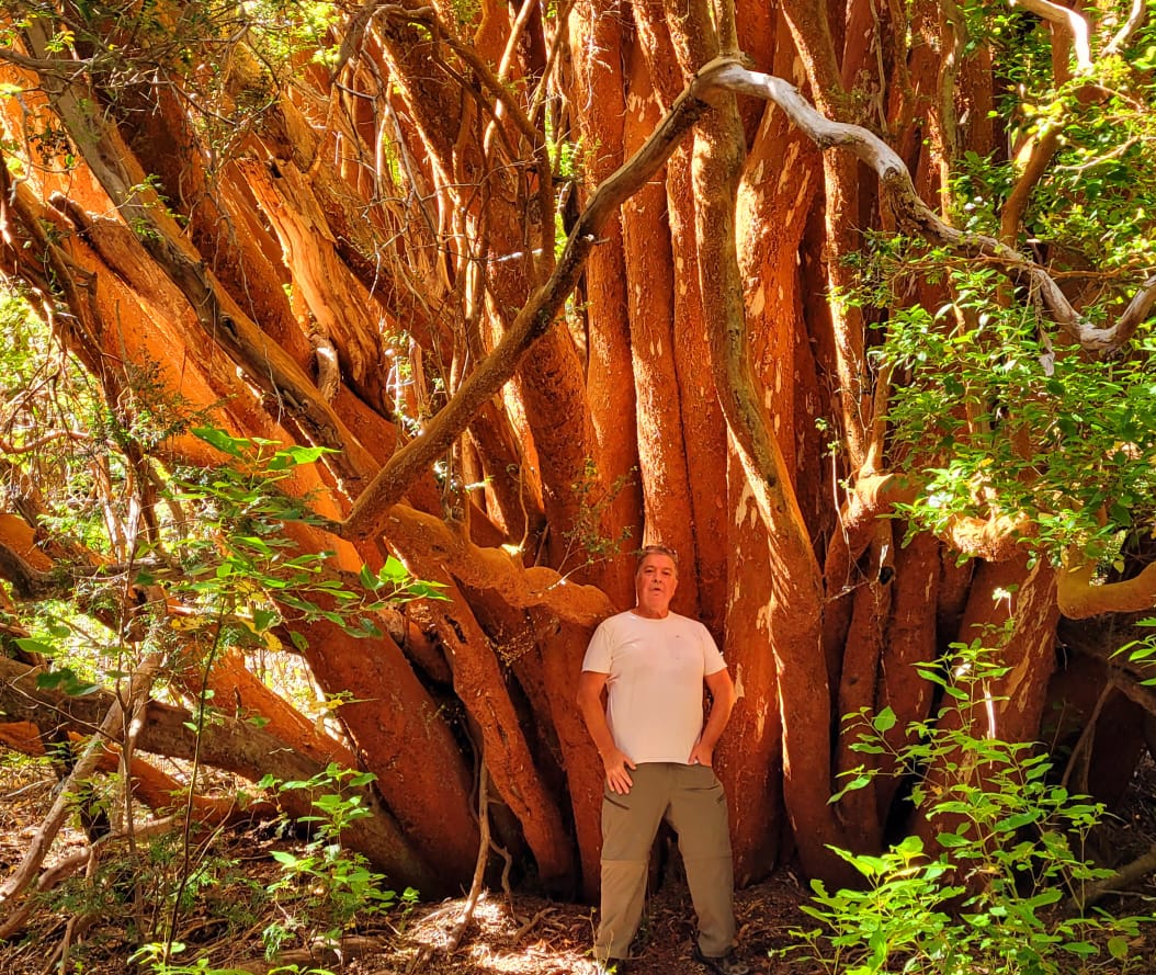 Se mantendrá en secreto la ubicación del ancestral “Arrayán Gigante ...
